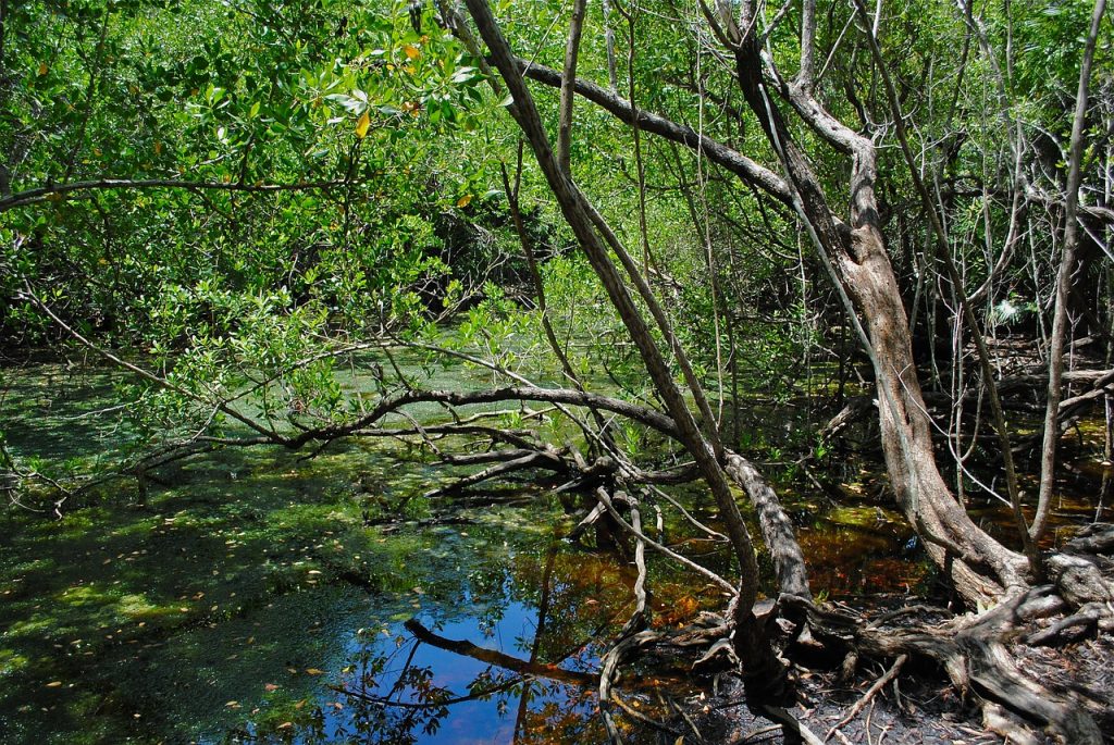 Mengintip Keindahan Wisata Mangrove di Jakarta Utara - IDE GOKIL